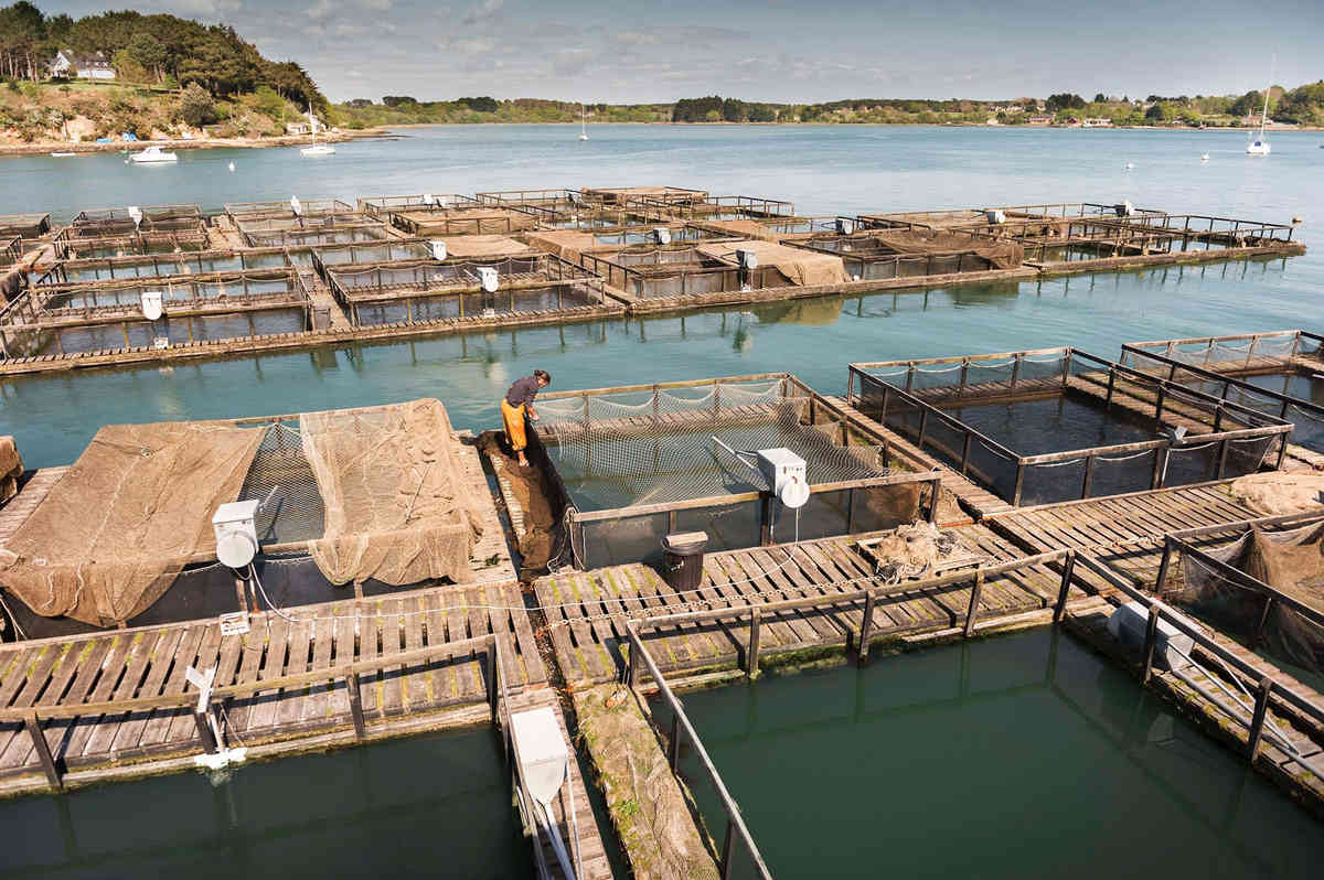 Best & Most Affordable Fish Farm Management Software | KAMAHU