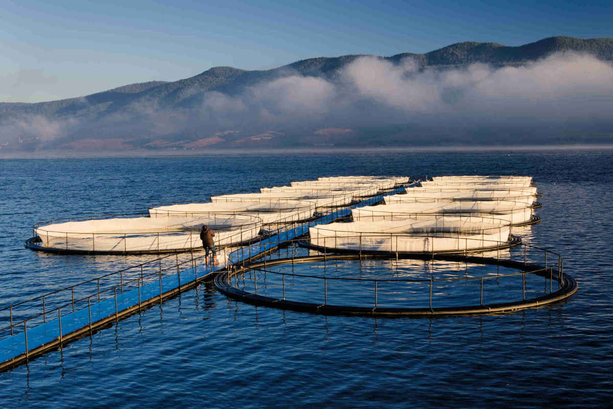 Best & Most Affordable Fish Farm Management Software | KAMAHU